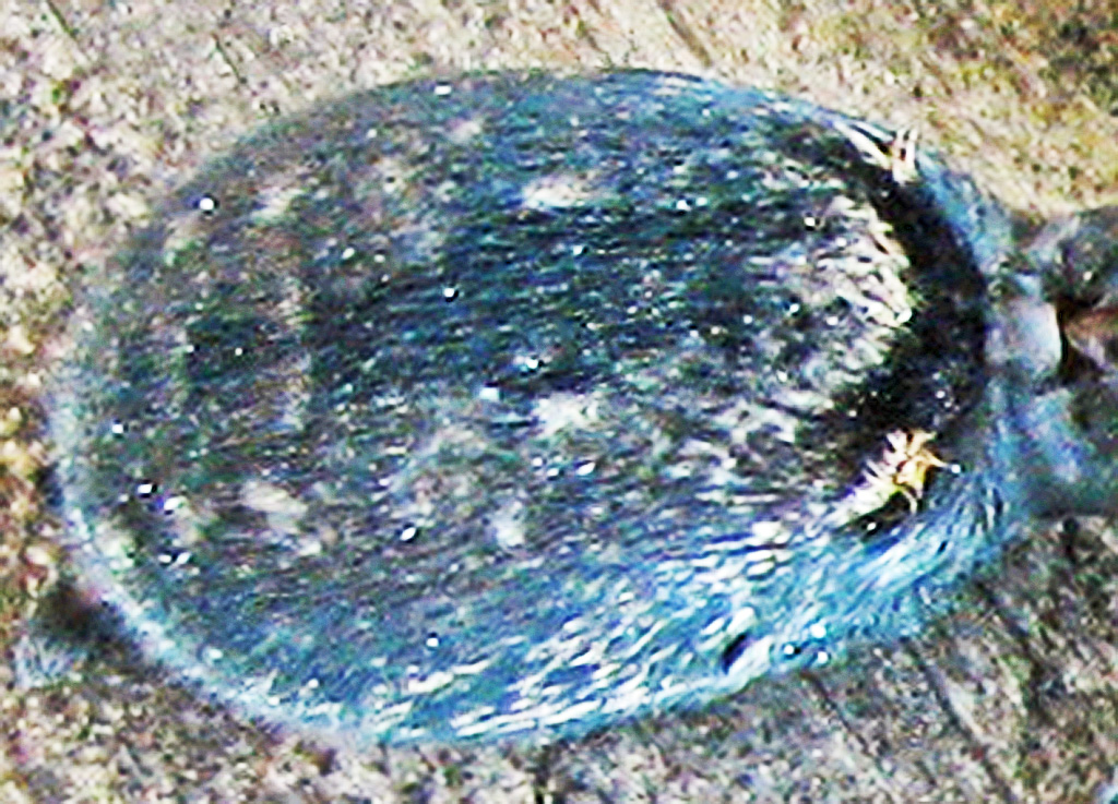 Lycosidae: burrowing wolf spider (Geolycosa, Montgomery 1904); dorsal ...