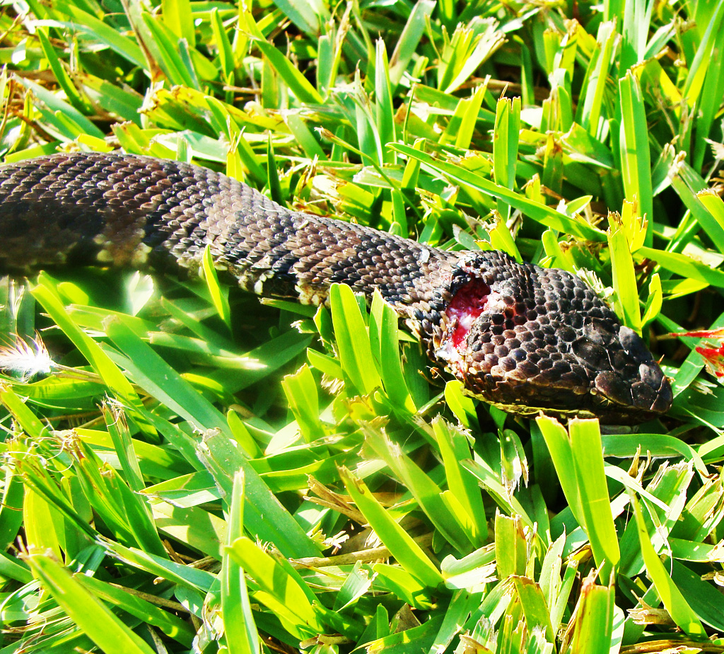 A Western Cottonmouth Snake In Santa Fe Texas Bugs In The News