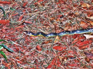 A Buttermilk racer in Tomball, Texas - Bugs In The News