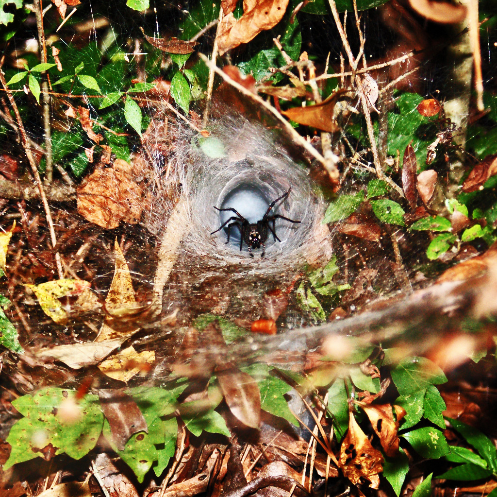 Funnel-Web Spiders from Sam Houston National Forest and San Antonio ...