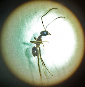 Longhorn Crazy Ants in Victoria, Texas - Bugs In The News